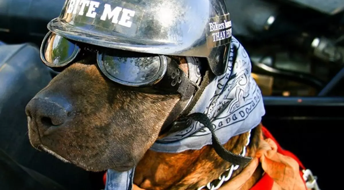 Man, hund och tio år kör en motorcykel