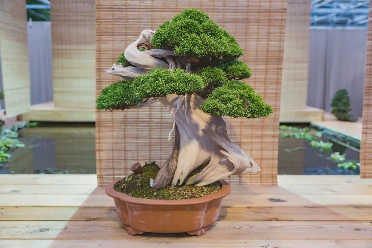 Bonsai