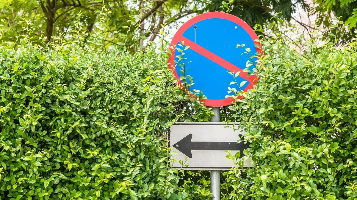 No Parking Sign on Green Leaves Wall.